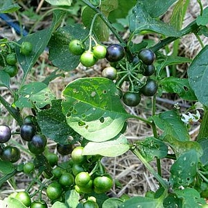 Sunberry, Solanum Retroflexum, Organic Seeds, Edible Seeds,75 Seeds per ...