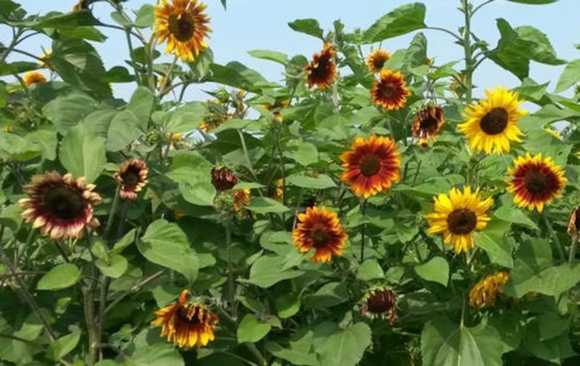 Sunflower Tiger's Eye Tiger's Eye Sunflower - Etsy