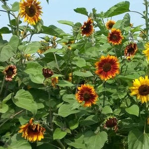 Sunflower, Tiger's Eye, Tiger's Eye Sunflower, Helianthus Annuus tiger ...