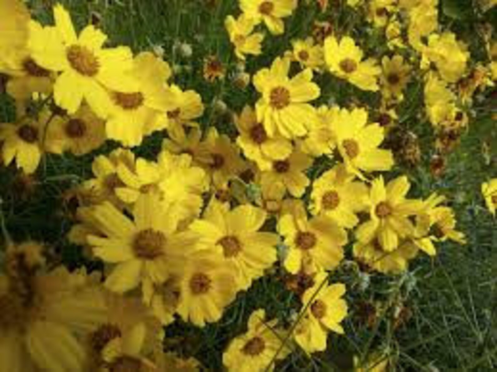 Navajo Tea Thelesperma Filifolium 30 Seeds per Pack - Etsy