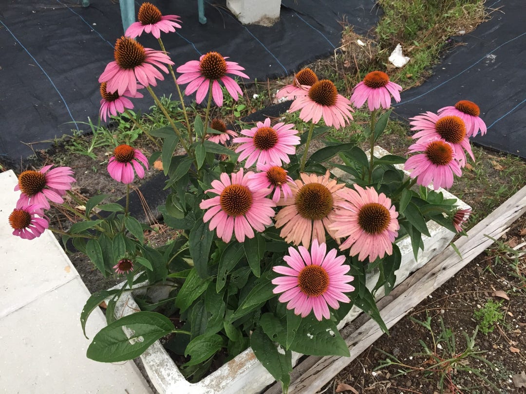 Echinacea Purpurea, Echinacea, Purple Coneflower, Medicinal Seeds, 40 ...