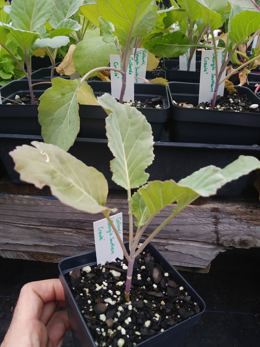 Collards, Georgia Southern Creole Collards, Brassica Oleracea, 75 Seeds ...