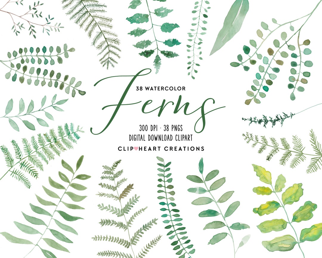 Watercolor Ferns Clipart, Commercial Use Instant Download PNG ...