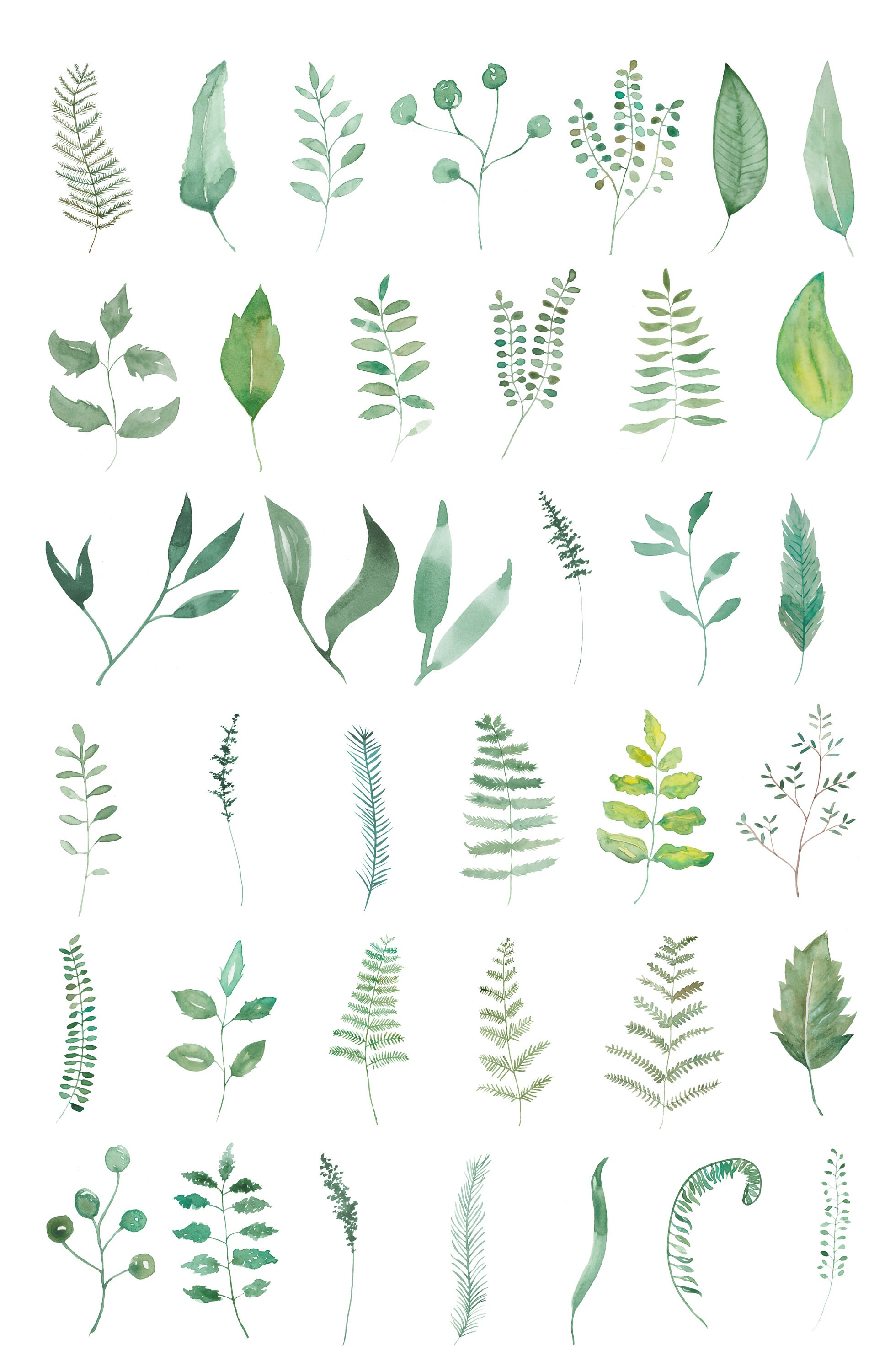 Watercolor Ferns Clipart Commercial Use Instant Download PNG | Etsy