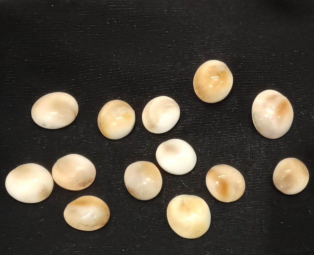 Cats Eye Shells, Shiva Shells , Mini Shiva Shells ,shiva Eye Shell Lot ...