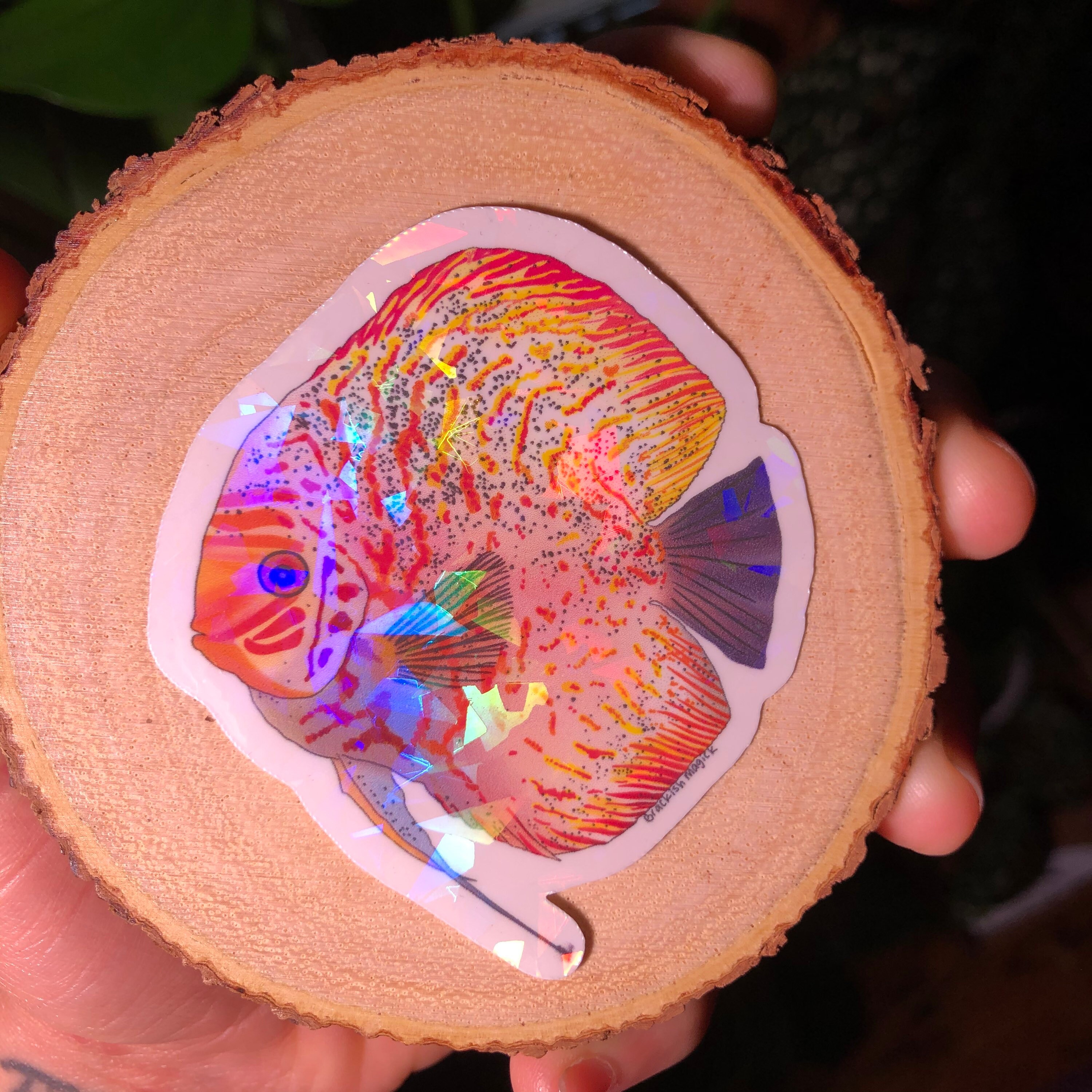 Discus Sticker Discus Fish Sticker Fish Sticker Discus - Etsy