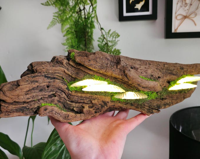 Driftwood Free Standing Fungi LED Light #76 - *battery Powered* - Etsy