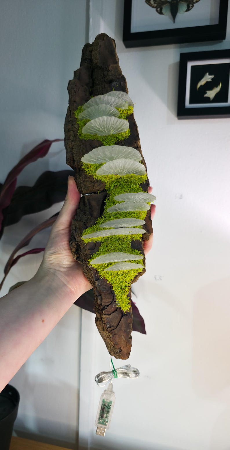 Driftwood Wall Display Fungi LED Light #123 - *battery Powered* - Etsy UK