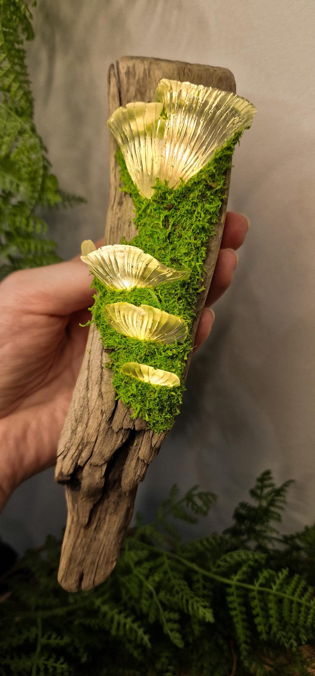 Driftwood Wall Display Fungi LED Light #61 - *battery Powered* - Etsy