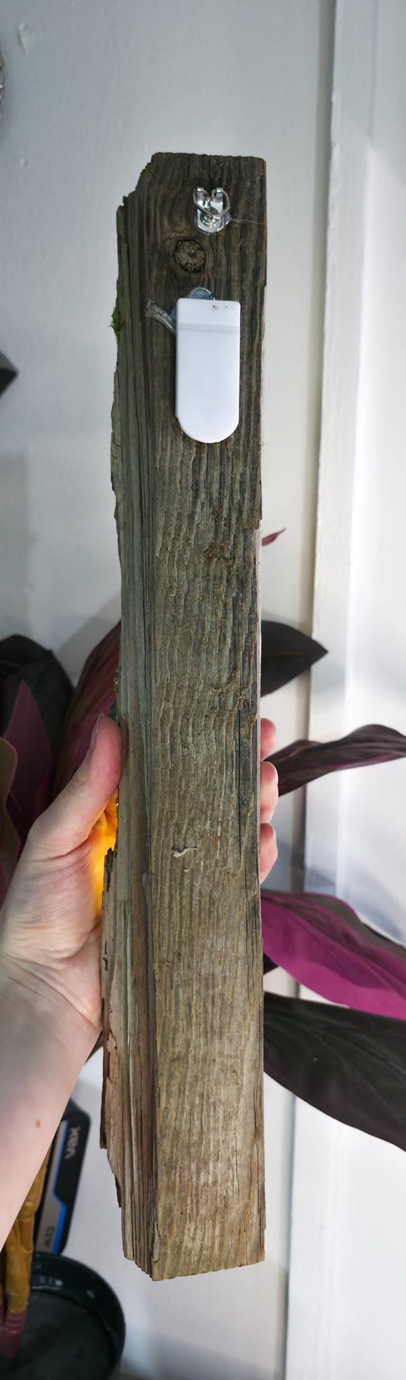 Driftwood Wall Display Fungi LED Light #124 - *battery Powered* - Etsy UK