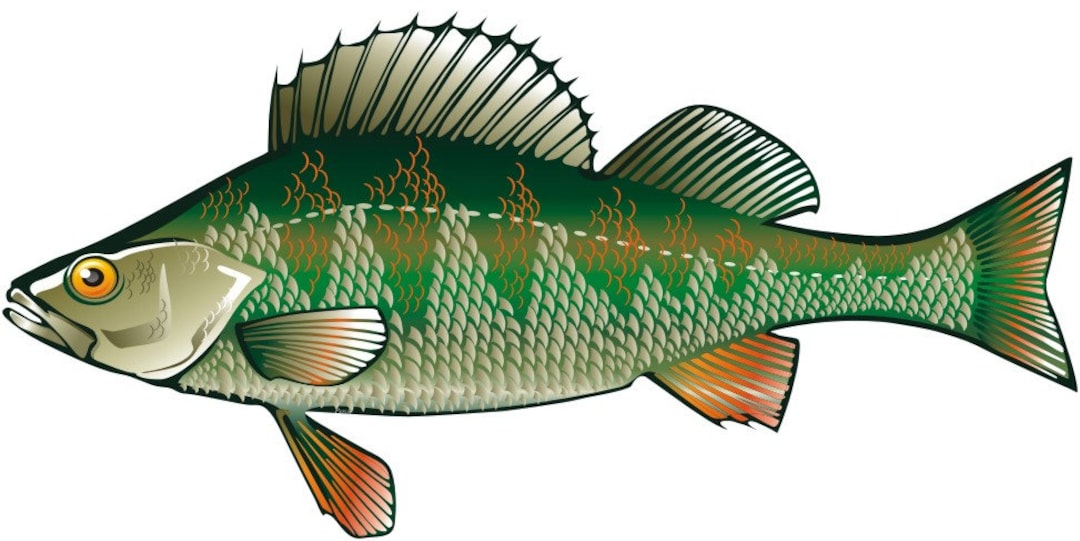 Perch Fish Vinyl Sticker/decal - Etsy