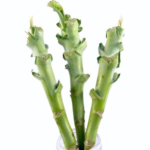 ProjectTreeCollard - Etsy