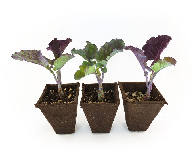 3 Rooted Purple Tree Collards Plants - Etsy
