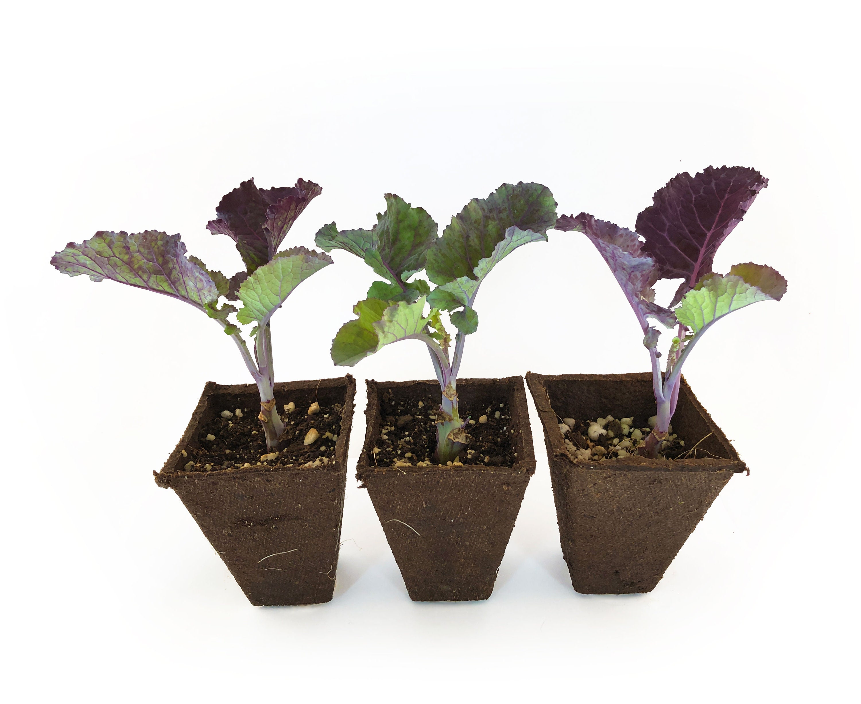 3 Rooted Purple Tree Collards Plants - Etsy