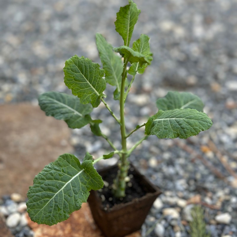 ProjectTreeCollard - Etsy