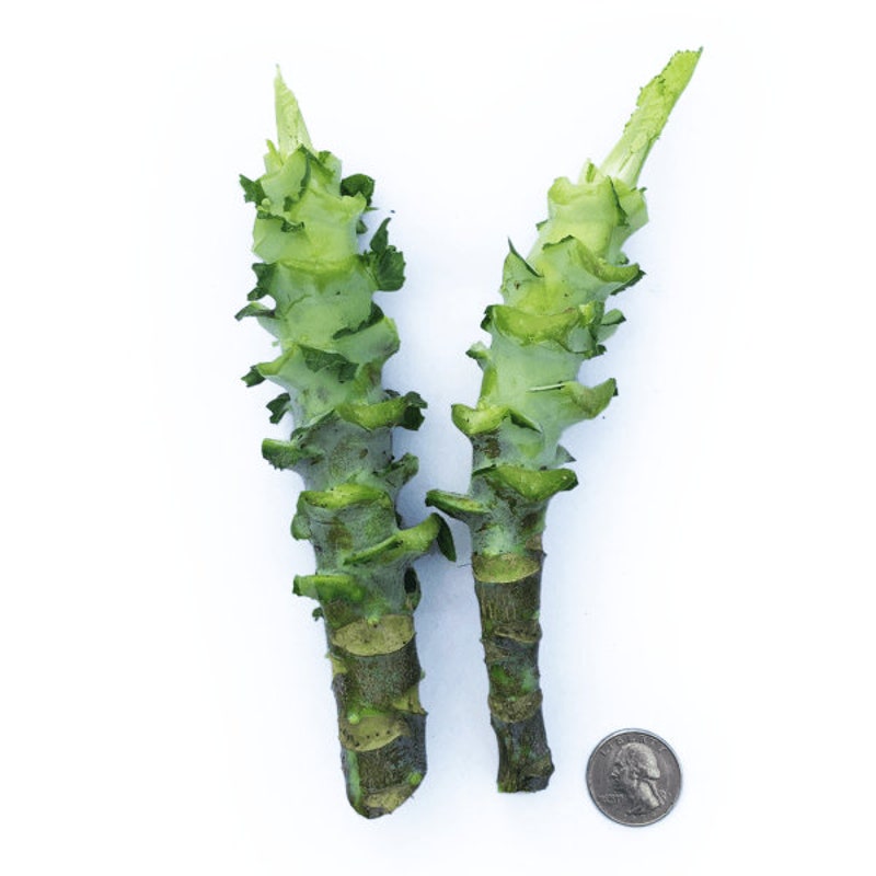 ProjectTreeCollard - Etsy