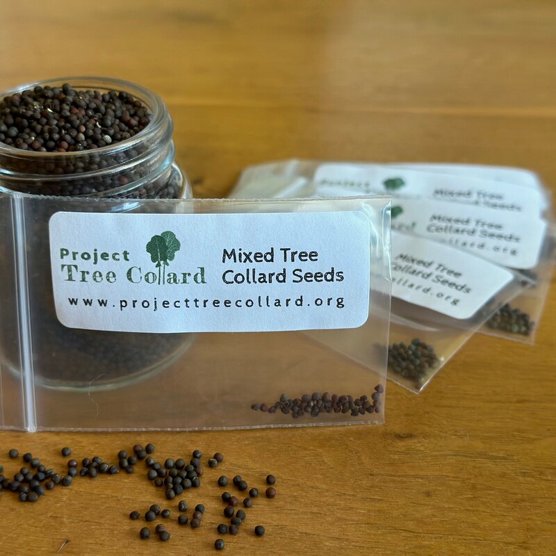 Tree Seeds - Etsy