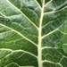 3 Merritt Tree Collard Cuttings - Etsy