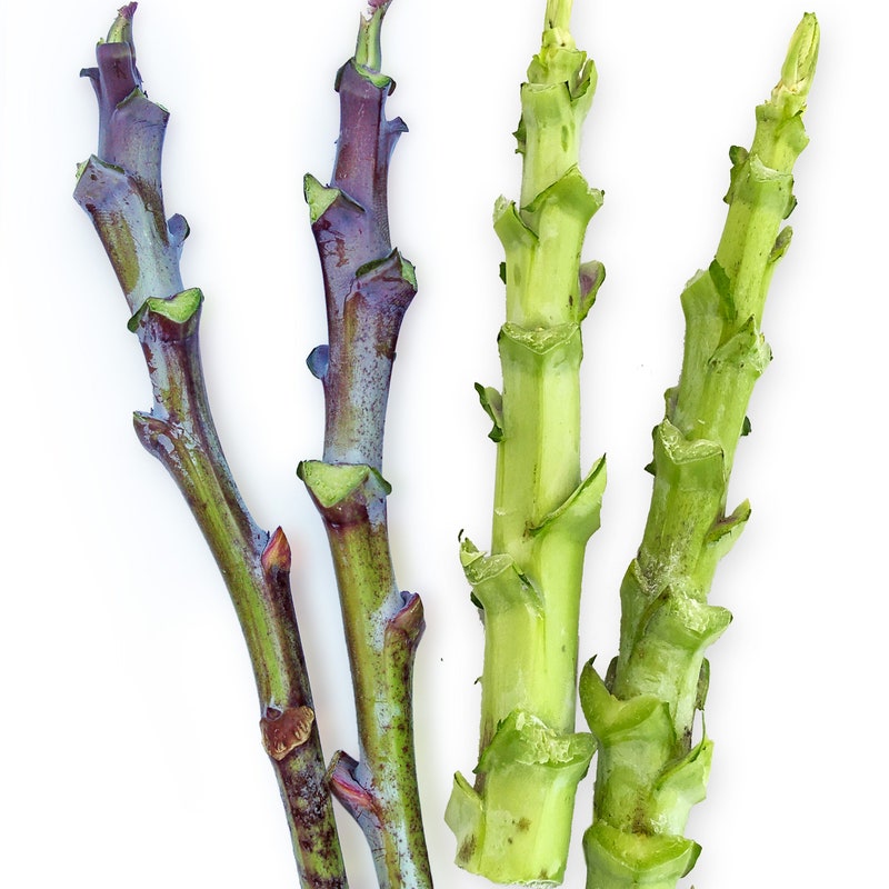 ProjectTreeCollard - Etsy