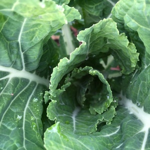3 Merritt Tree Collard Cuttings - Etsy