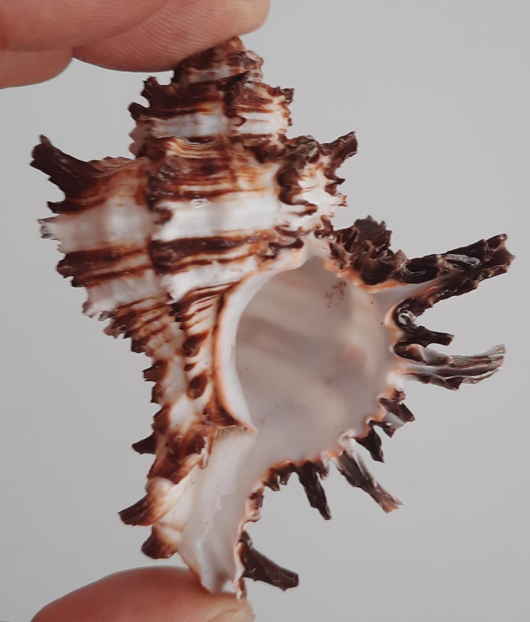 Shell: Murex Indivia - Etsy