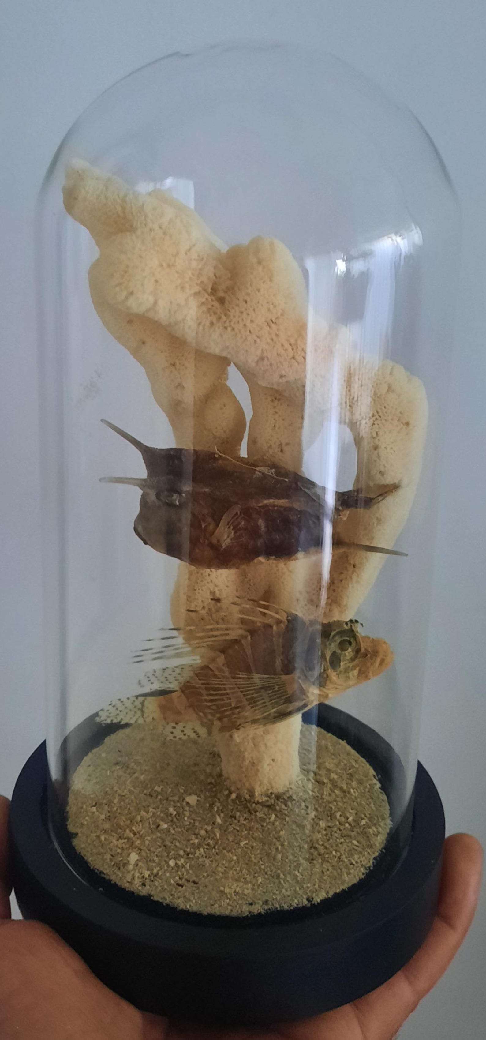 Curiosity, Taxidermy, Sea Life, : Aquarium Marine Life Under Glass #12 ...