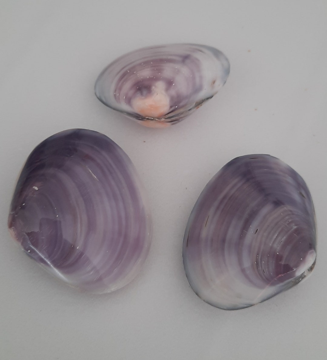 Shell: Set of 3 Clam Purple - Etsy