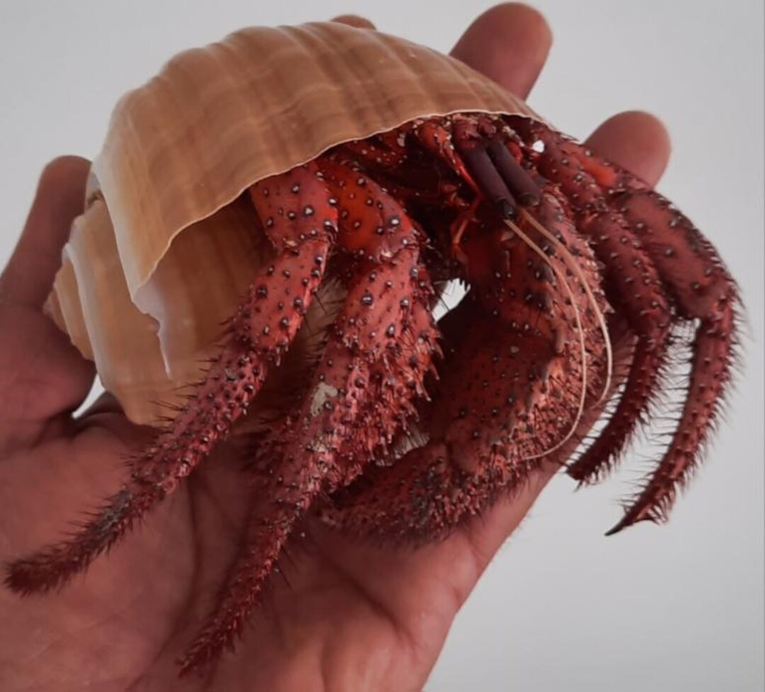 Taxidermy, Curiosity, Oddities: Superb Stuffed Hermit Crab - Etsy