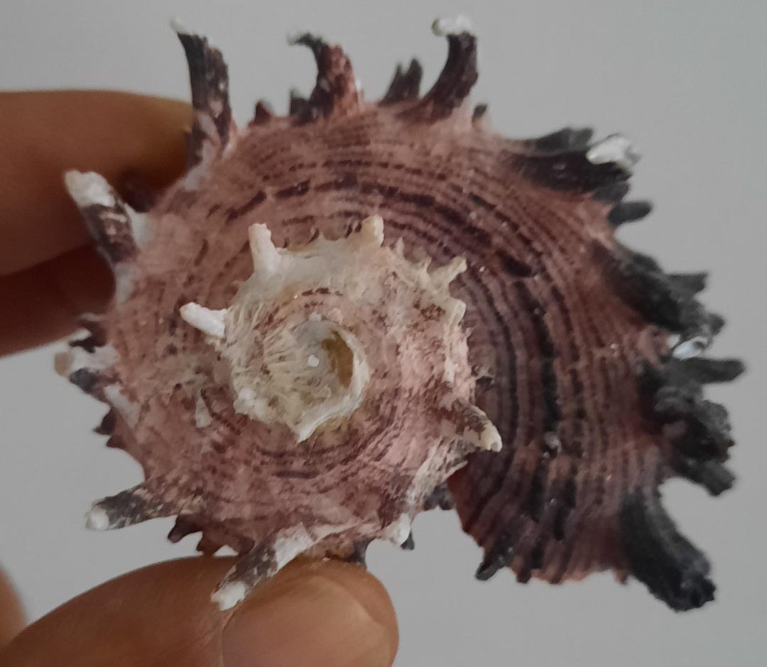 Taxidermy, Shell, Oddities: Angaria Imperialis - Etsy