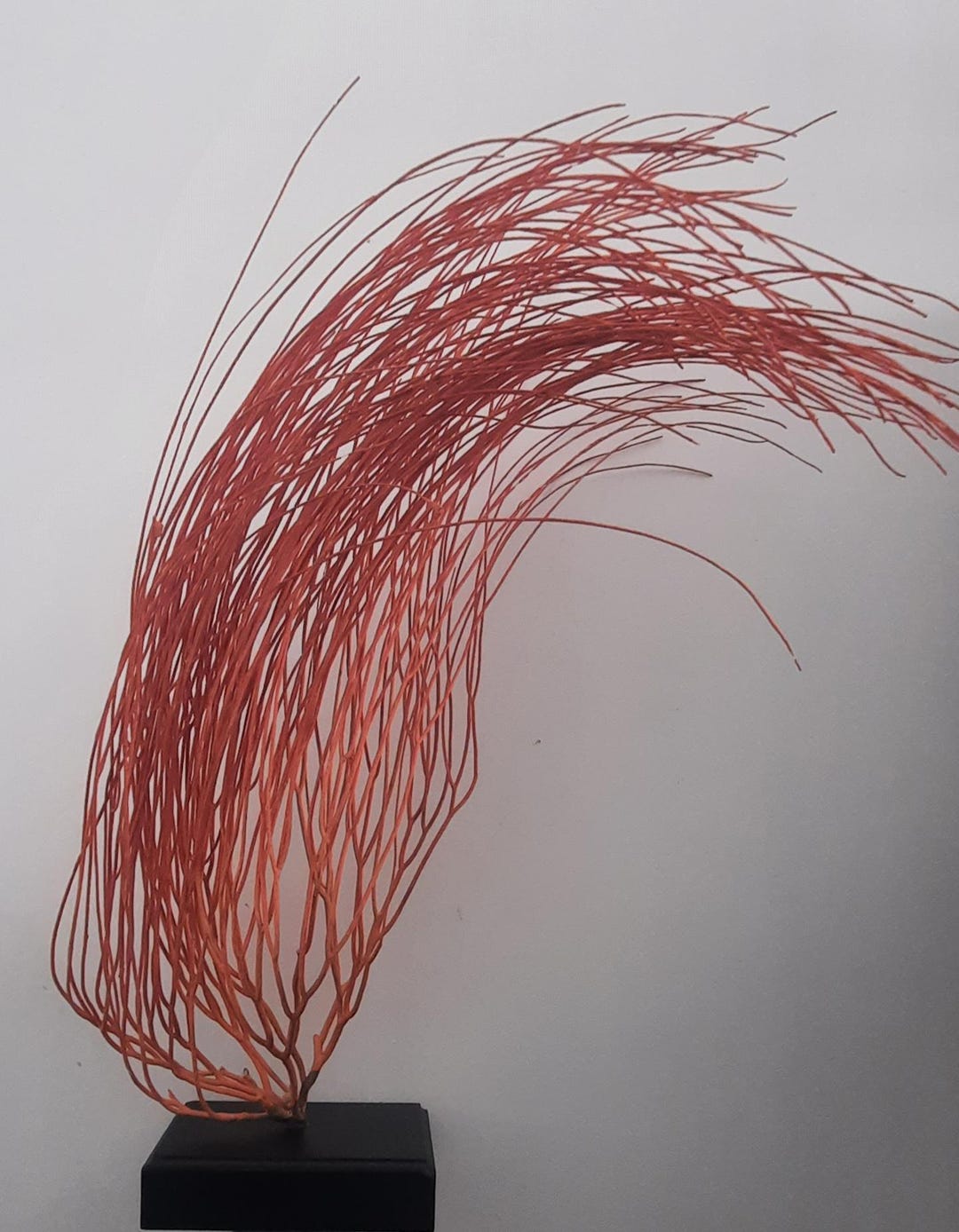 Taxidermy, Seashell: Superb Gorgonian Flame From Indonesia on a Wooden ...
