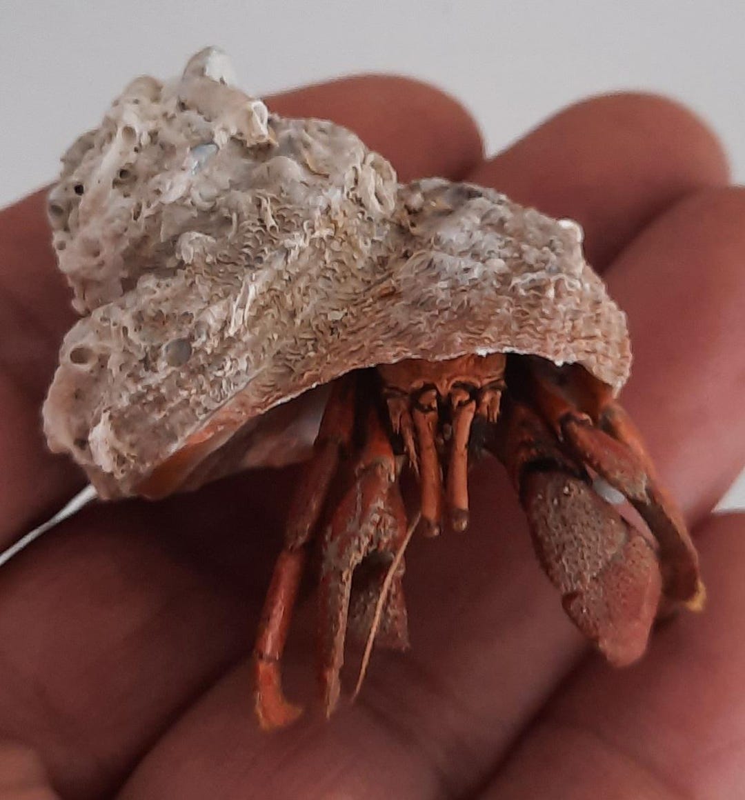 Taxidermy, Curiosity, Oddities: Stuffed Mediterranean Hermit Crab #2 - Etsy