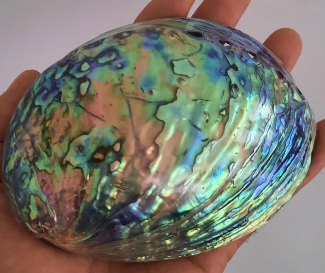 Shell: Large Blue Abalone - Etsy