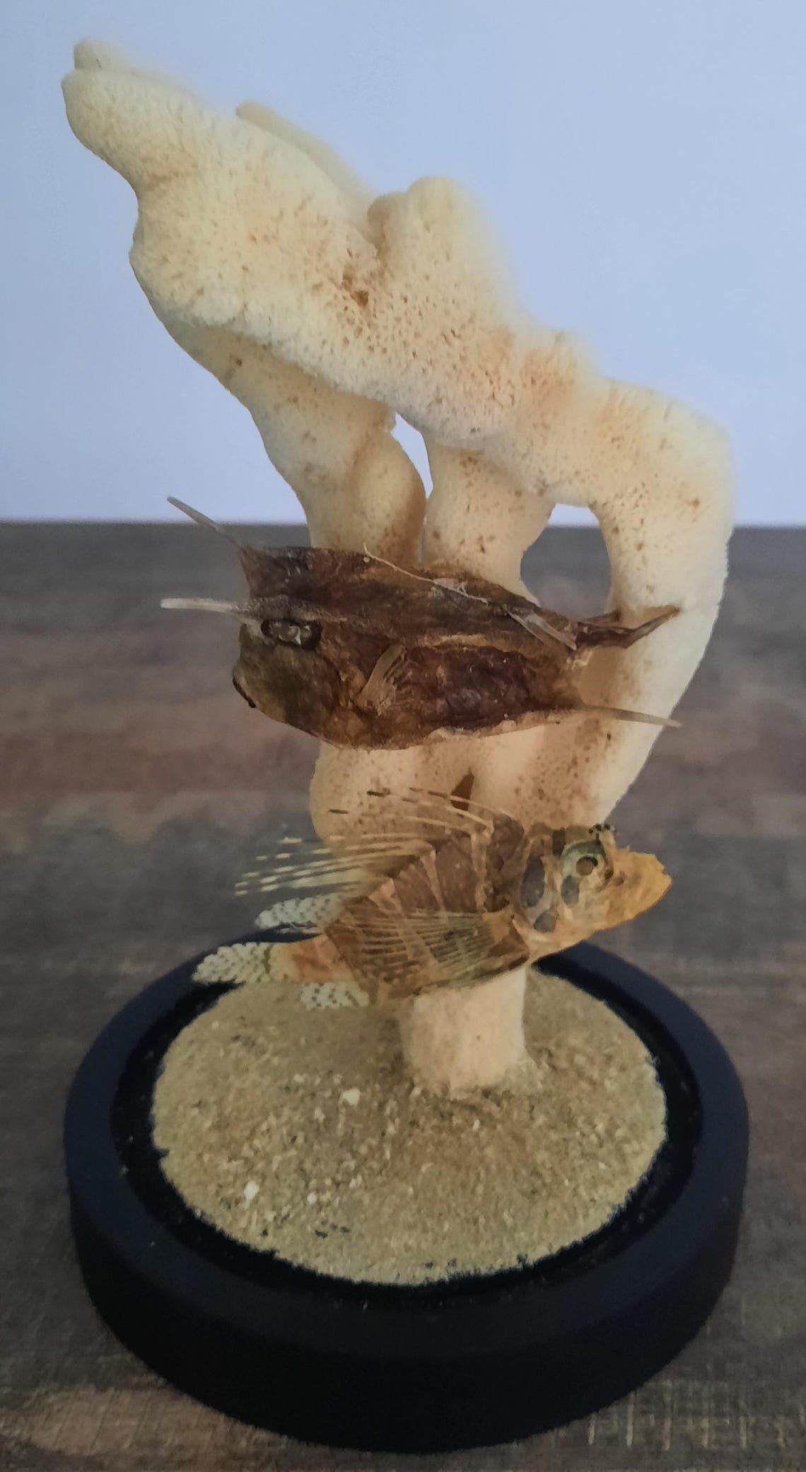 Curiosity, Taxidermy, Sea Life, : Aquarium Marine Life Under Glass #12 ...
