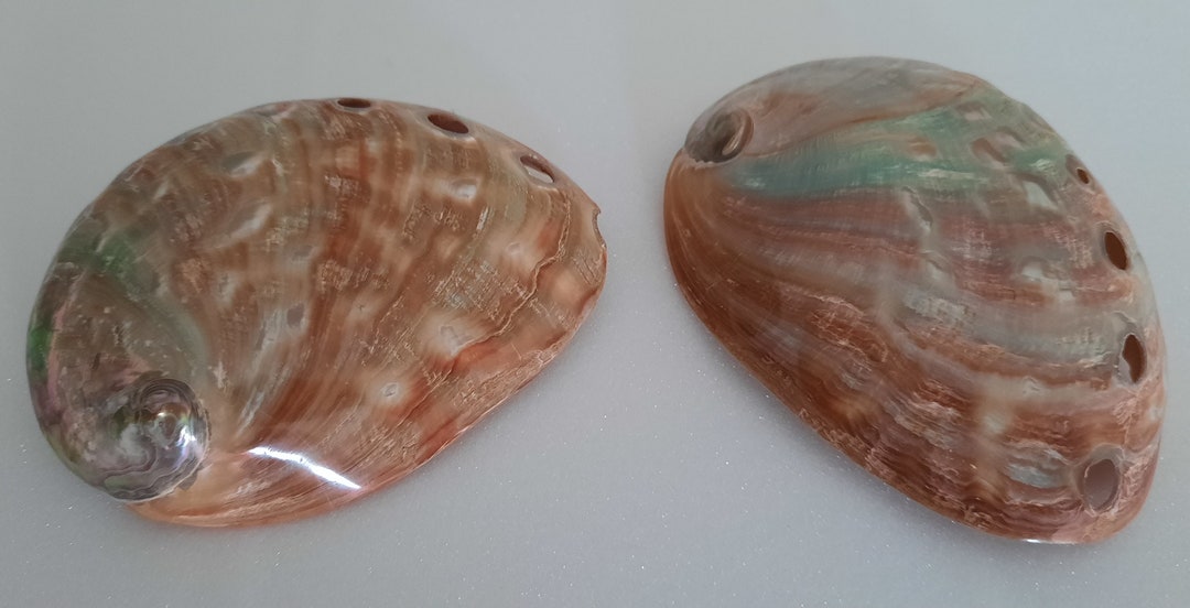 Shell: Set of 2 Haliotis Rufescens - Etsy