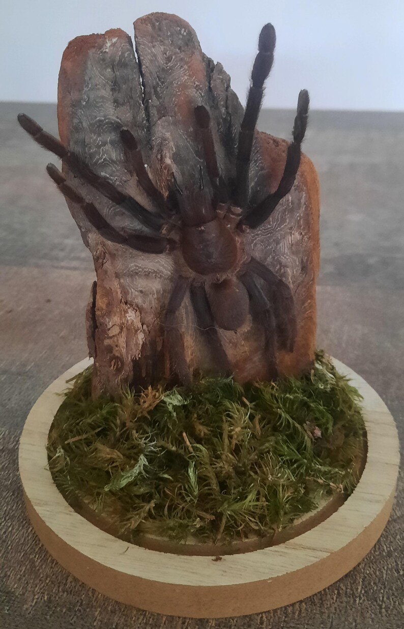 A Curiosity, Taxidermy: a Tarantula Under a Glass Dome - Etsy Canada