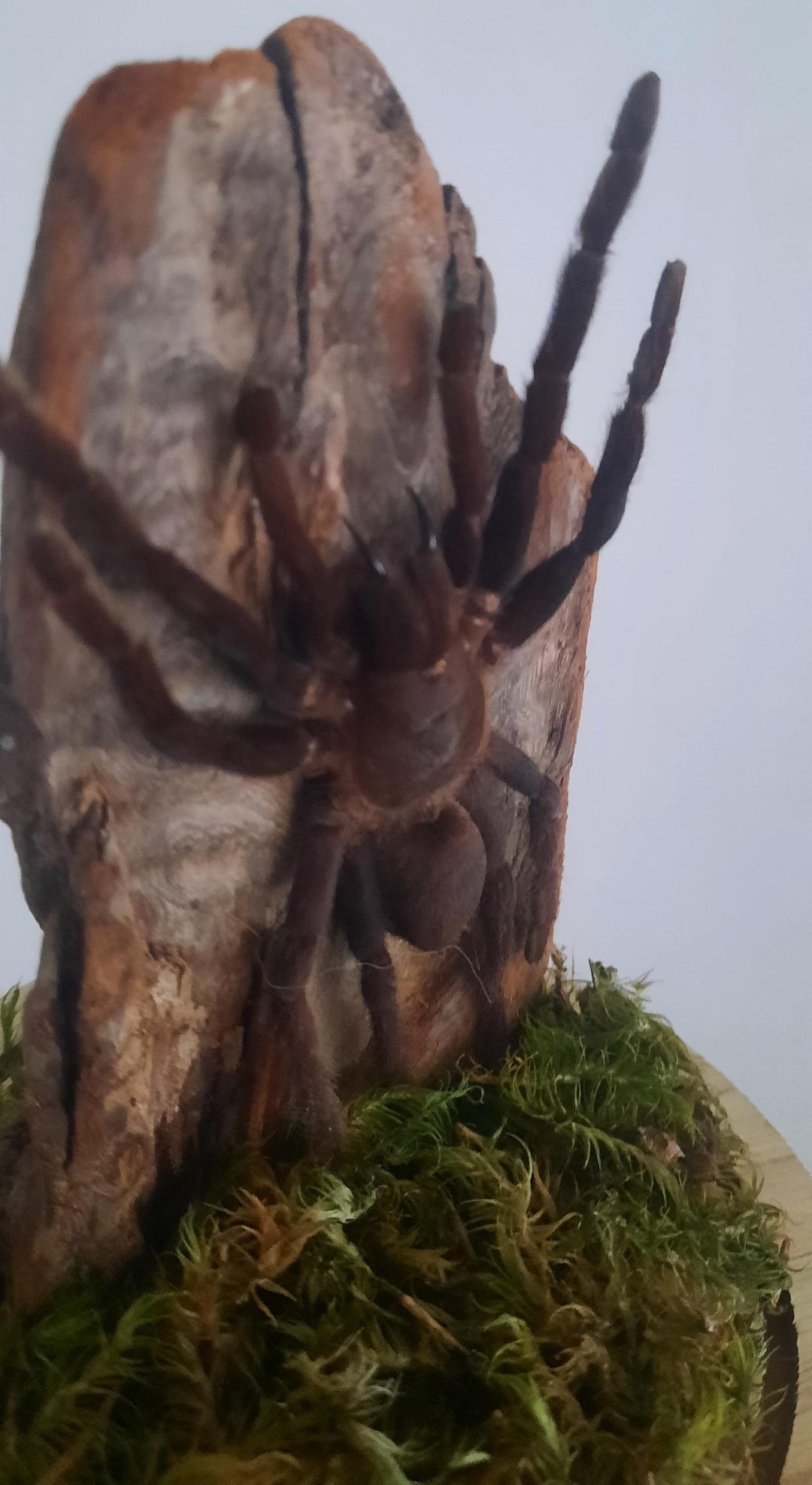 A Curiosity, Taxidermy: a Tarantula Under a Glass Dome - Etsy