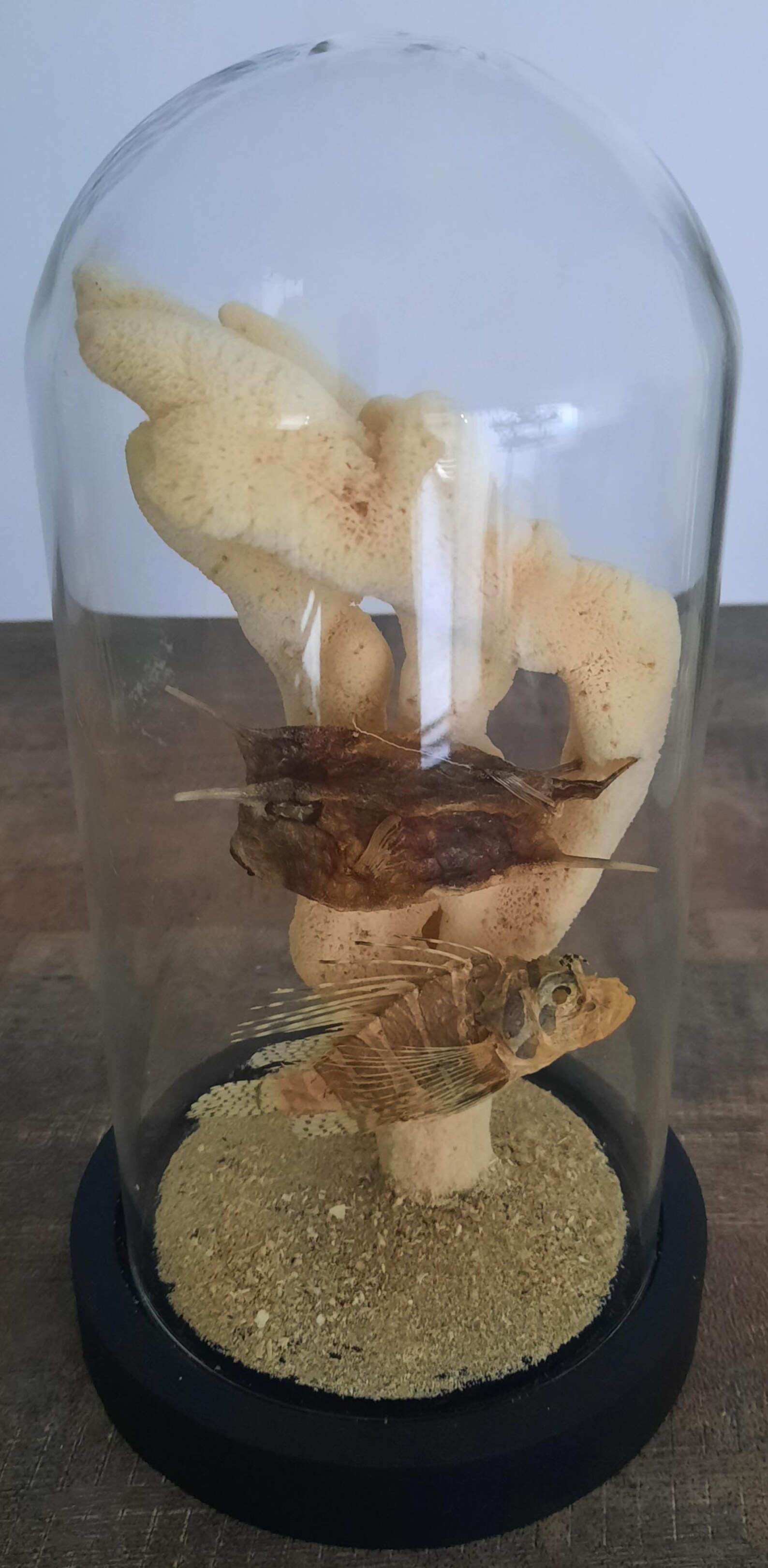 Curiosity, Taxidermy, Sea Life, : Aquarium Marine Life Under Glass #12 ...