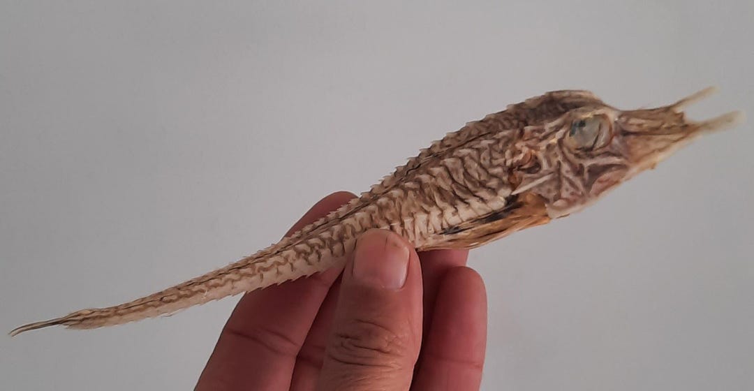 Seashell, Taxidermy: Taxidermied Peristedion Fish #7 - Etsy