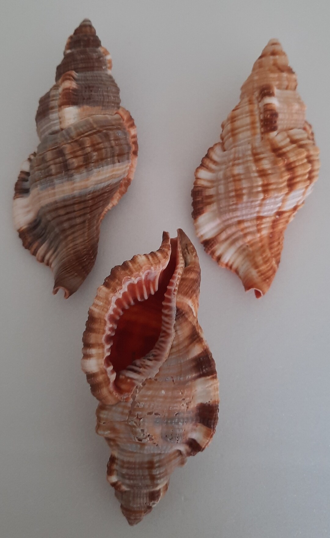 Shell: Set of 3 Cymatium Pileare - Etsy