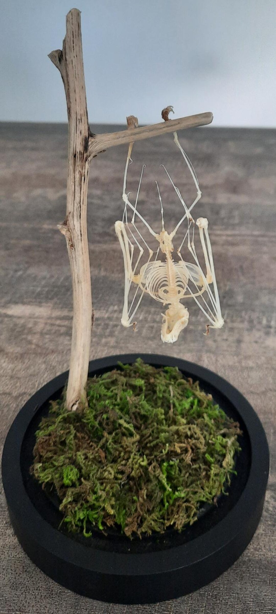 Curiosity, Taxidermy, Sea Life, : Skeleton Under Glass - Etsy