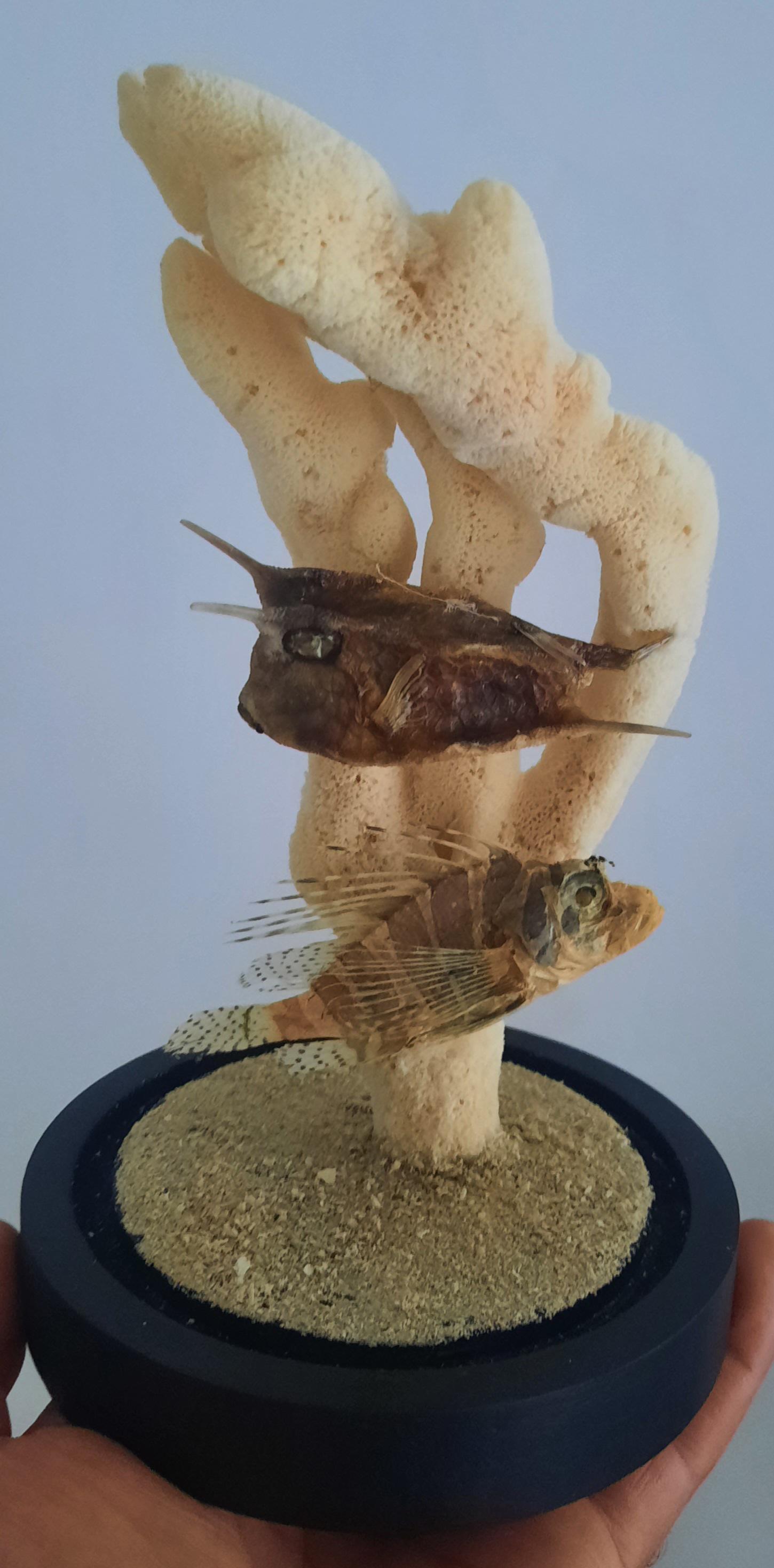 Curiosity, Taxidermy, Sea Life, : Aquarium Marine Life Under Glass #12 ...