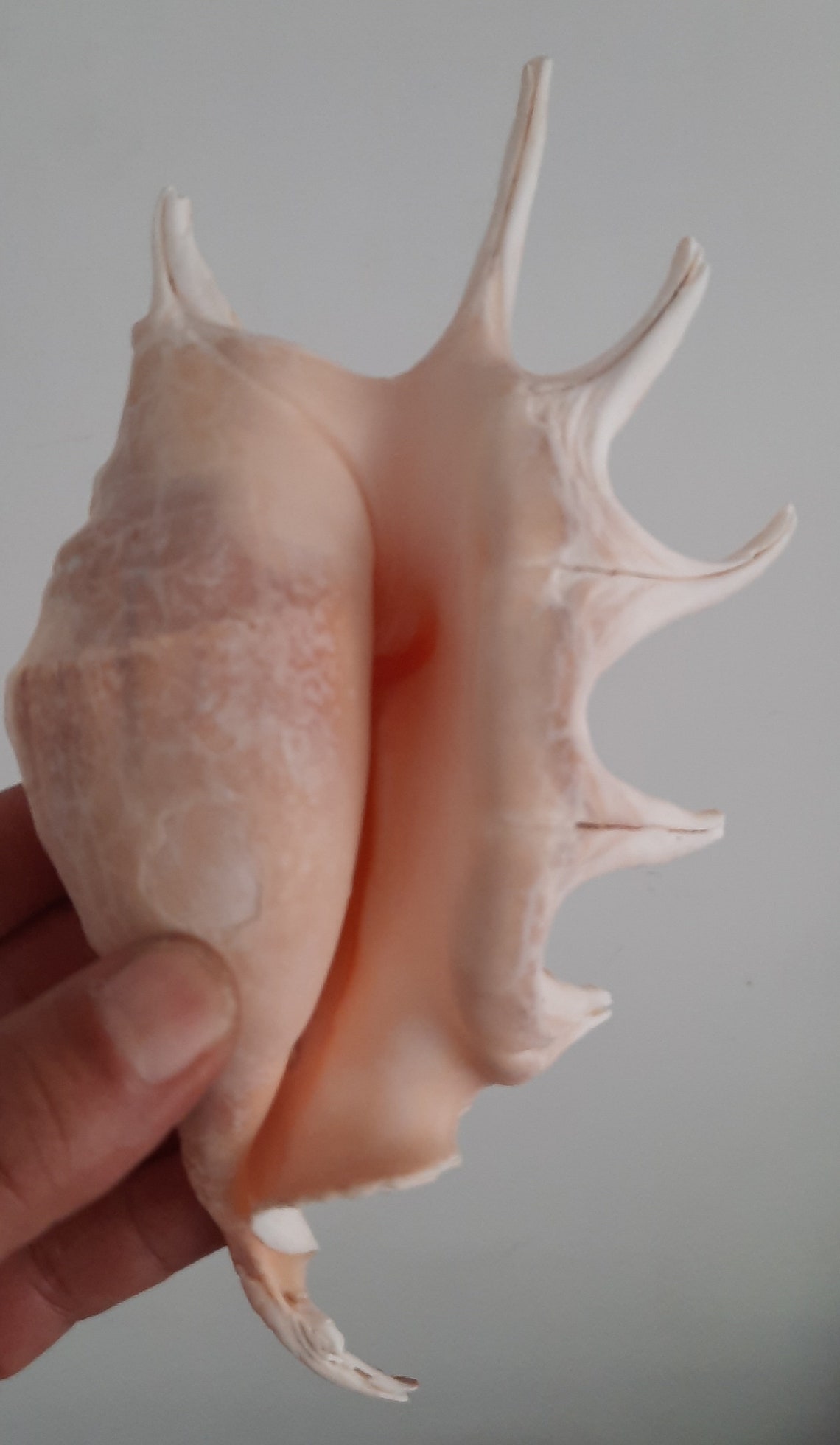 Shell: Conch Conch From Vietnam - Etsy