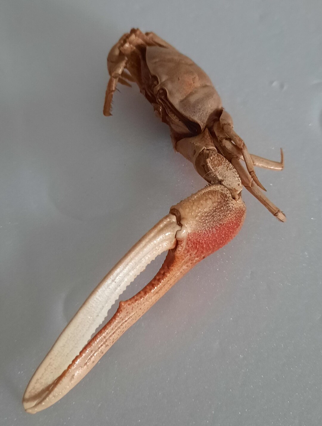 Taxidermy, Curiosity, Oddities: Stuffed Fiddler Crab - Etsy