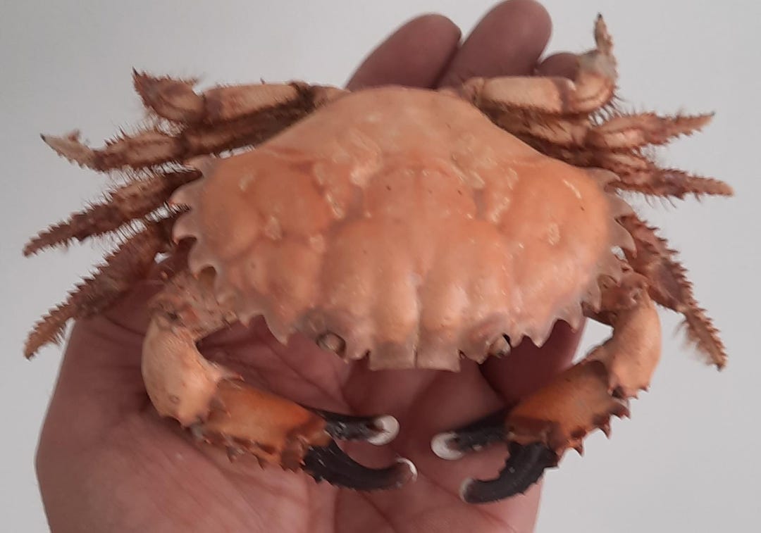 Taxidermy, Curiosity, Oddities: Stuffed Etisus Crab - Etsy