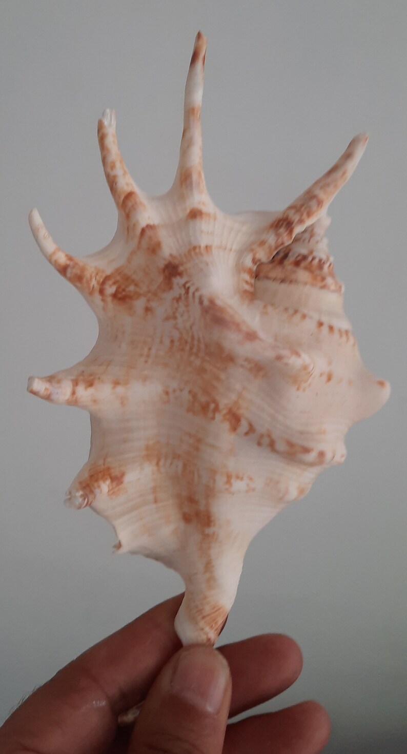 Shell: Conch Conch From Vietnam - Etsy