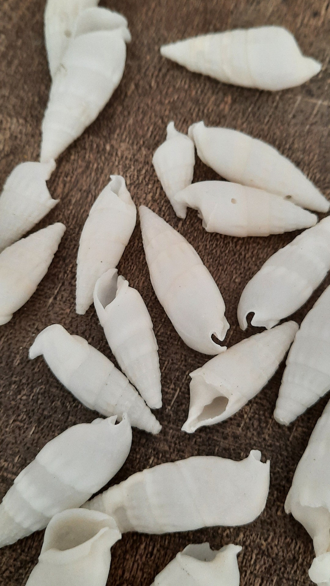 Shell: Cerithium Vertagus per 100 Grams - Etsy