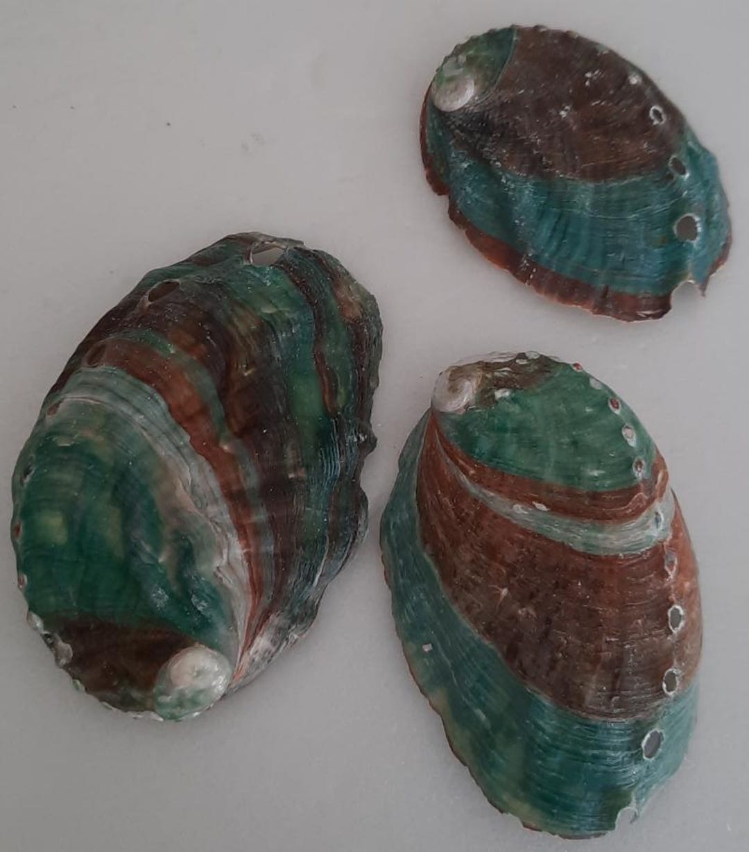 Shell: Set of 3 Two-tone Abalones - Etsy
