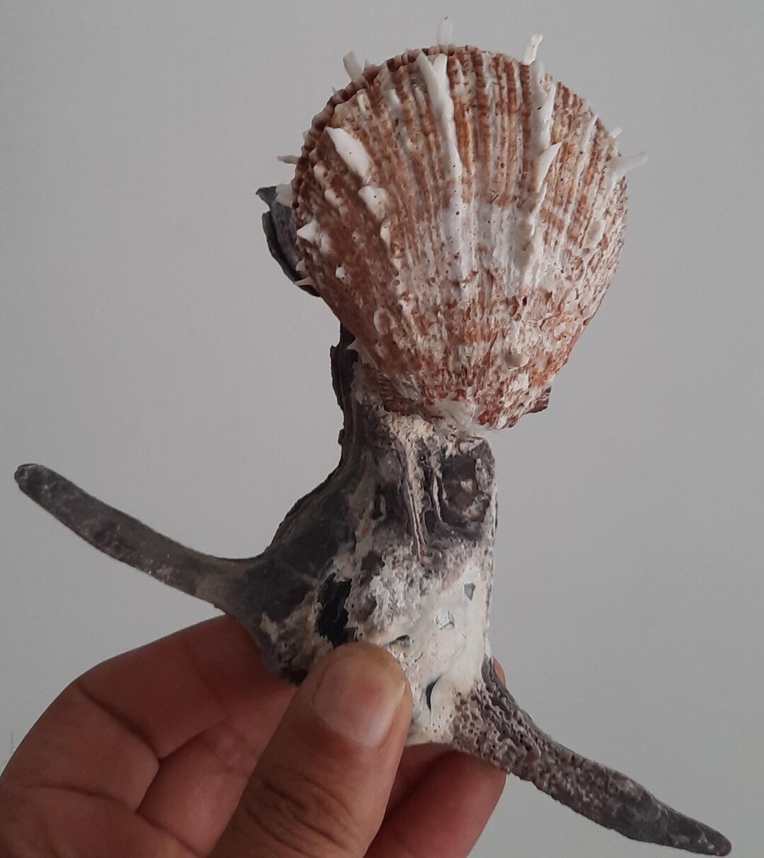 Shell: Malleus Albus With Spondyl - Etsy