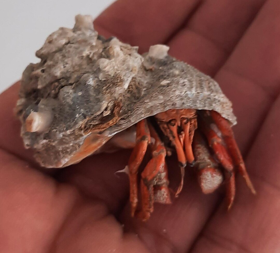 Taxidermy, Curiosity, Oddities: Stuffed Mediterranean Hermit Crab #5 - Etsy