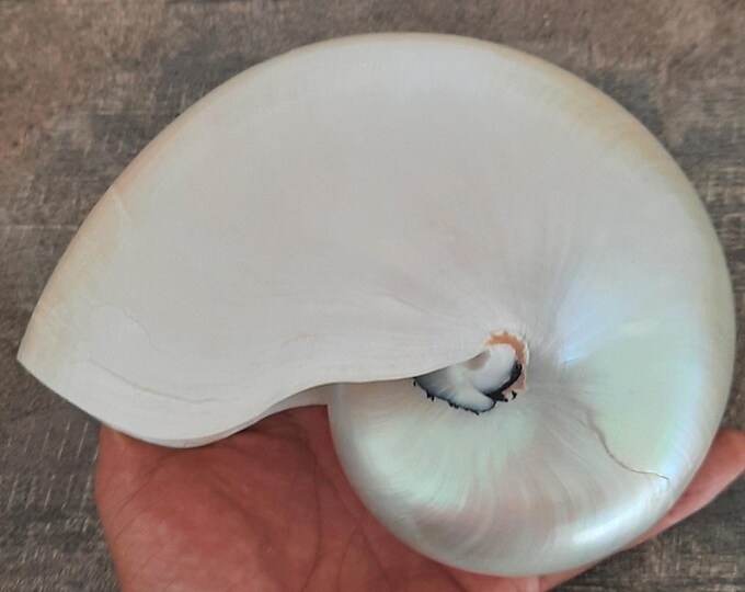 Shell: Superb Pearly Nautilus - Etsy